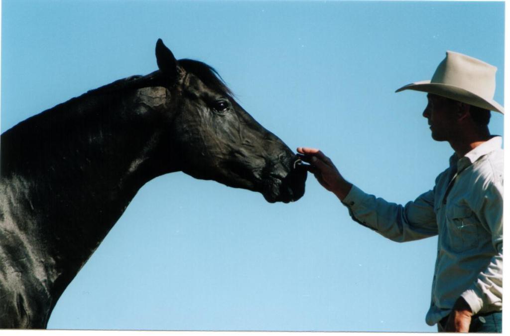 Equine Litigation – Equestrian Excellence